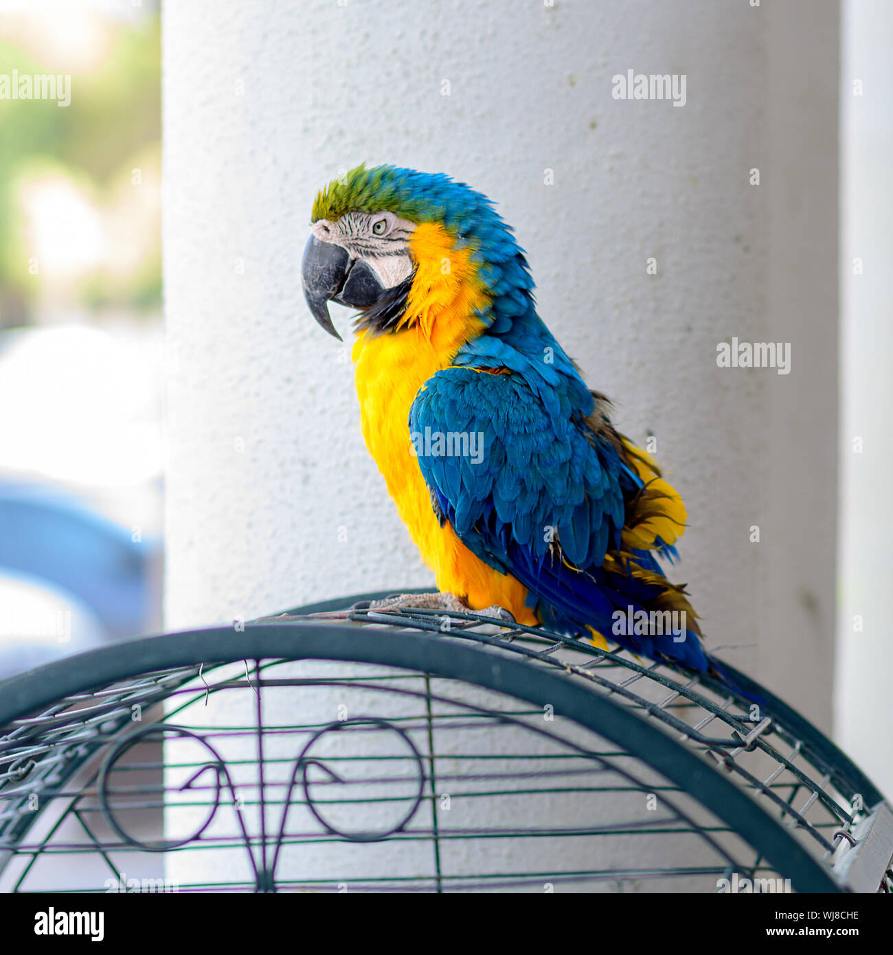 Portrait colorful Ara parrot on cage.Macaw outside your cage Stock ...