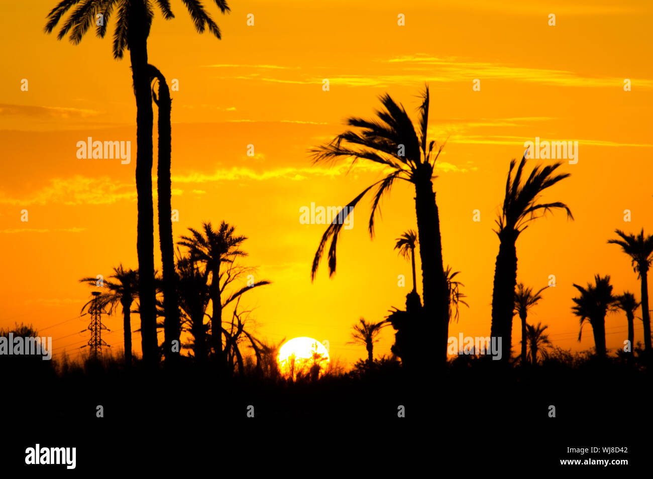Palm trees sunset silhouette desert hi-res stock photography and images ...