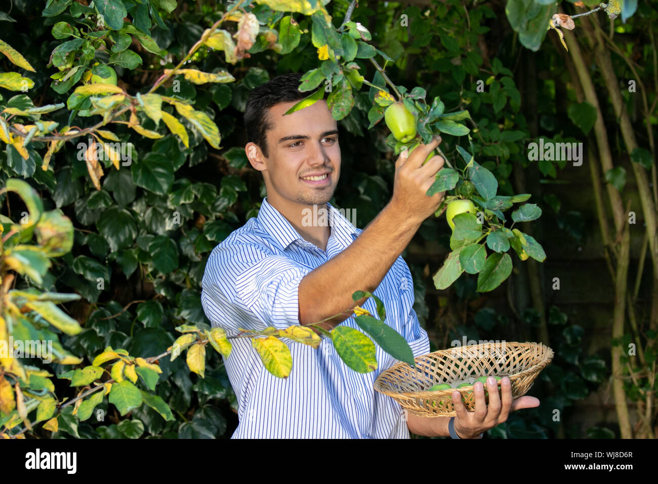 Handsome man picking green apples from tree Stock Photo - Alamy