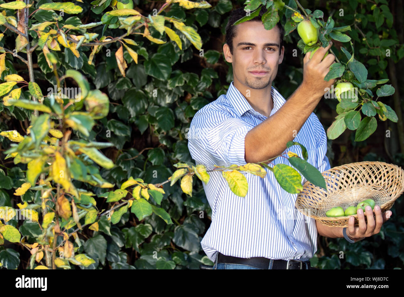 Man picking apples from tree hi-res stock photography and images - Alamy