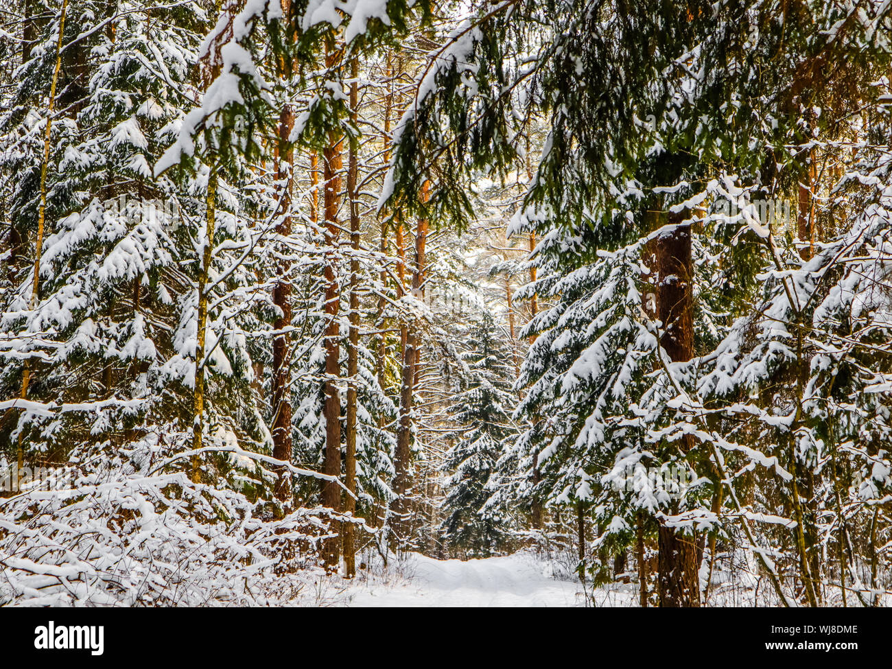 Tall thin pine trees hi-res stock photography and images - Alamy