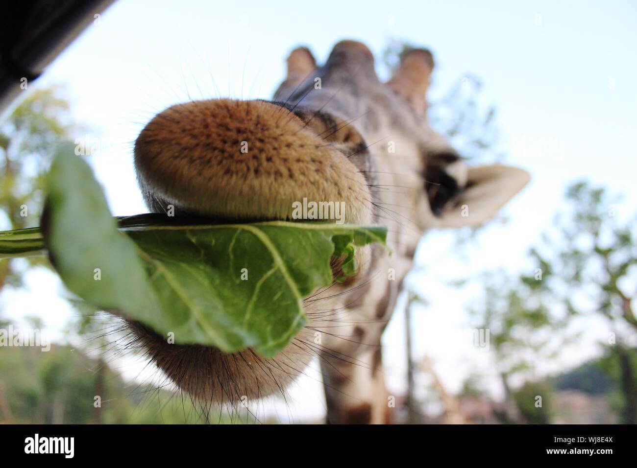 Giraffe Eating Plant High Resolution Stock Photography and Images - Alamy