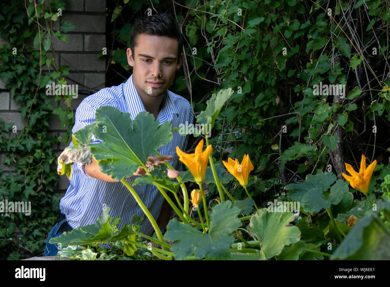 Handsome man tends to his home grown vegetables with courgette flowers ...