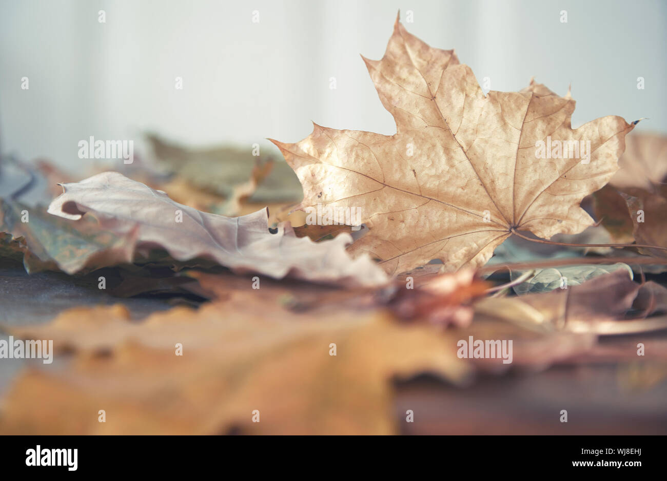 Close-up view on autumn leaves of maple and oak Stock Photo - Alamy