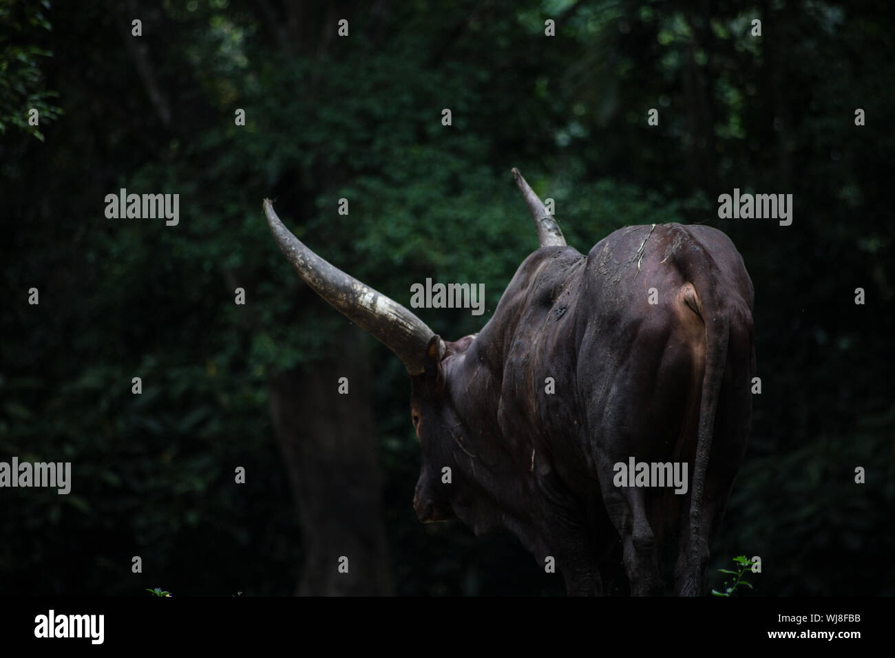 Bull in focus hi-res stock photography and images - Alamy