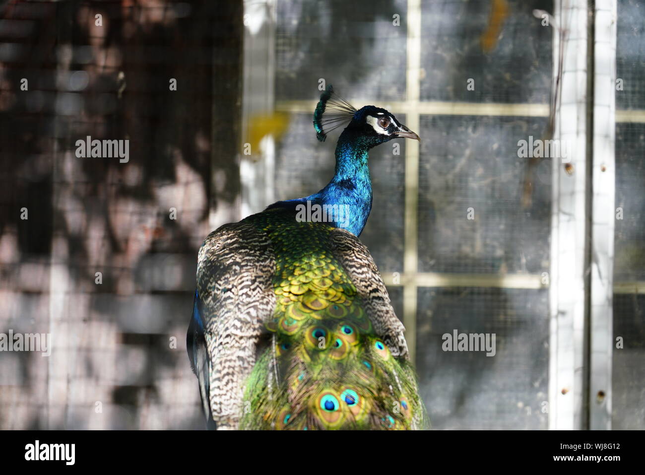 peacock, bird, feather, nature, bright, pattern, animal, ritual custom ...