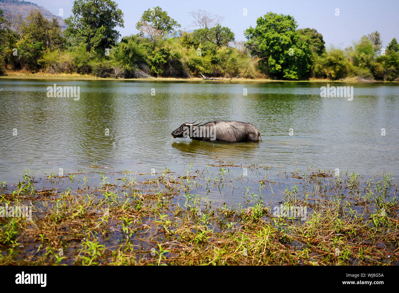 Water buffalo water buffalo hi-res stock photography and images - Alamy