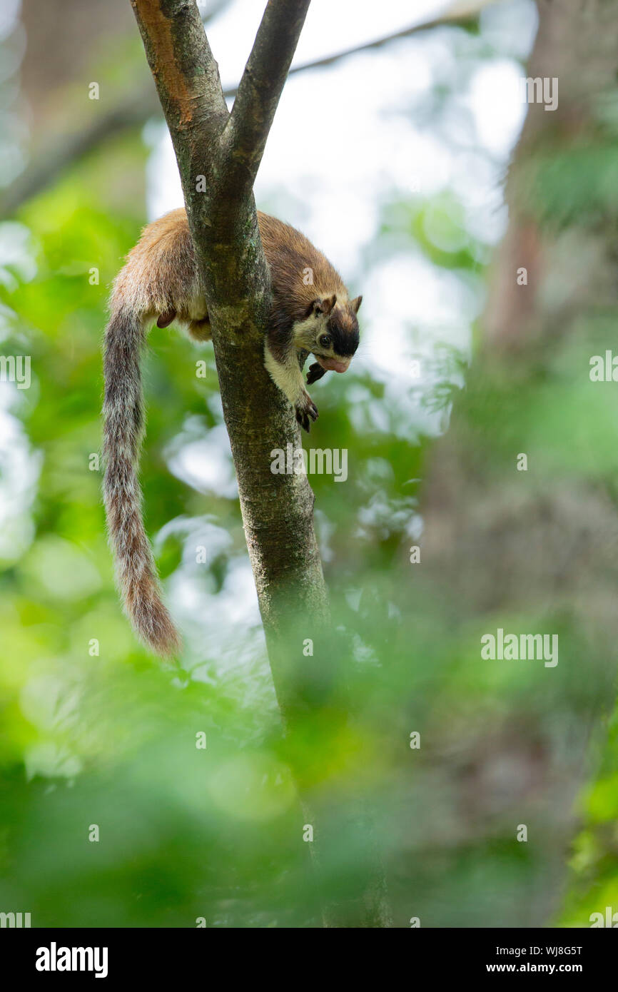 Giant squirrel on tree hi-res stock photography and images - Alamy