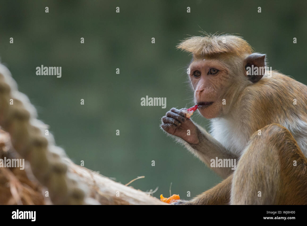 Monkey feeding hi-res stock photography and images - Alamy