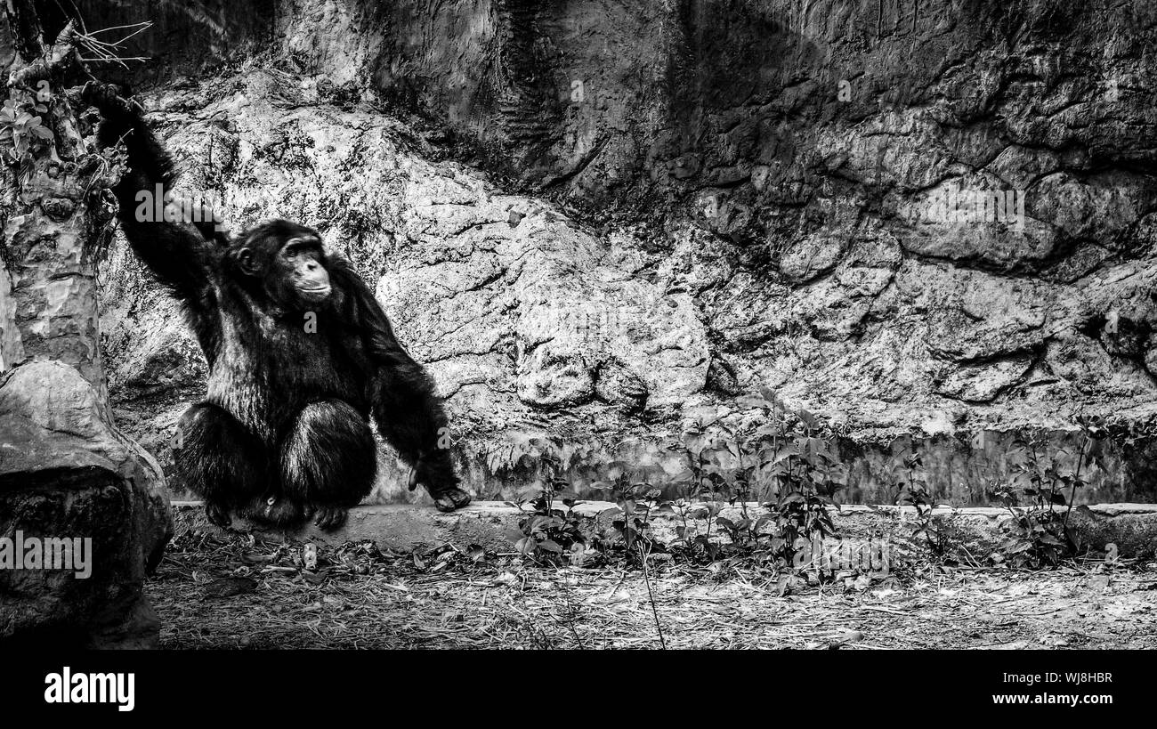 Chimpanzee Staring High Resolution Stock Photography and Images - Alamy