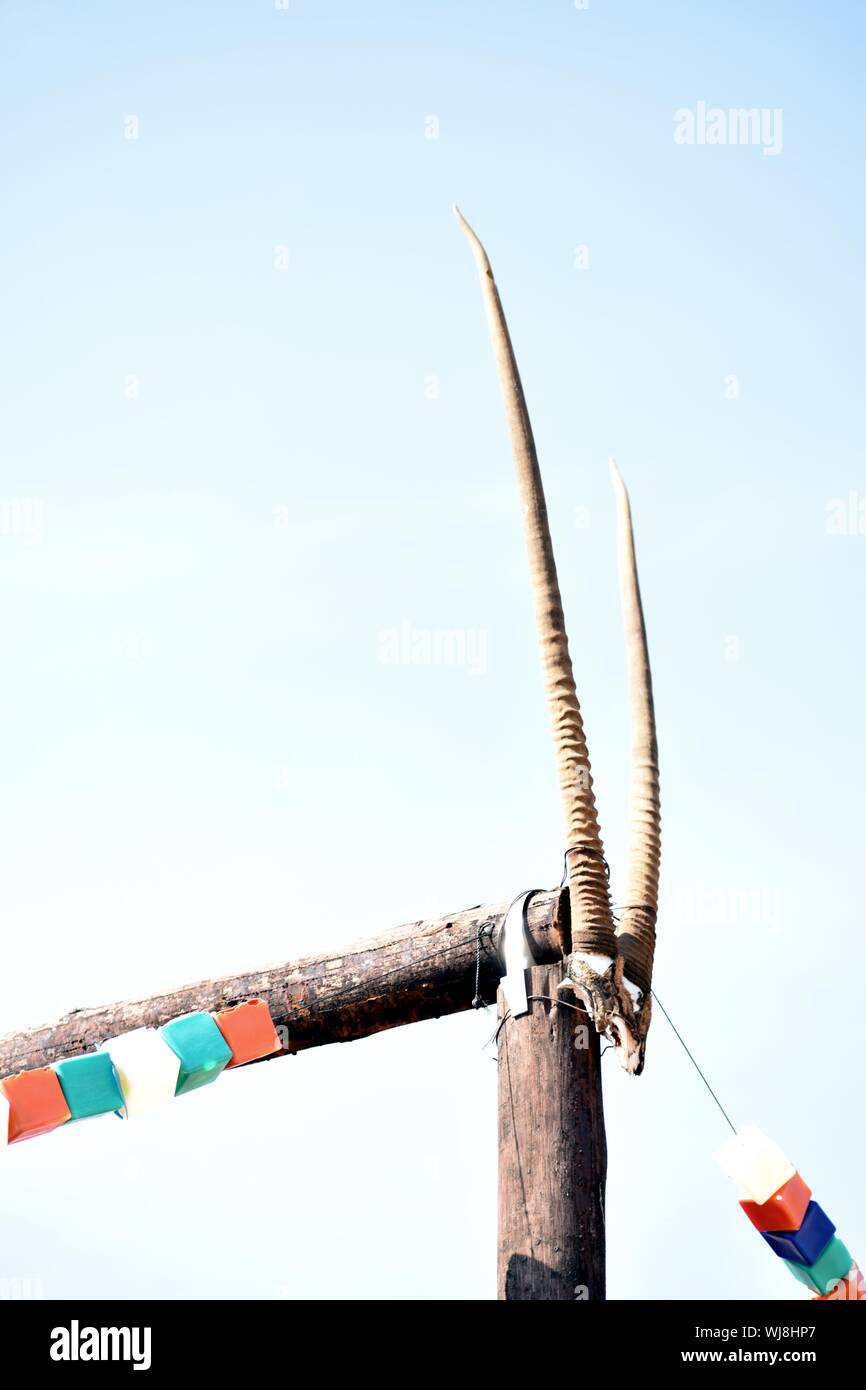 Vertical shot of animal horns attached to a wooden frame with a clear ...
