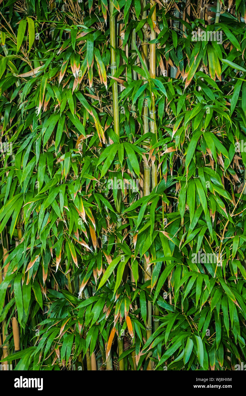 Dense bamboo hi-res stock photography and images - Alamy