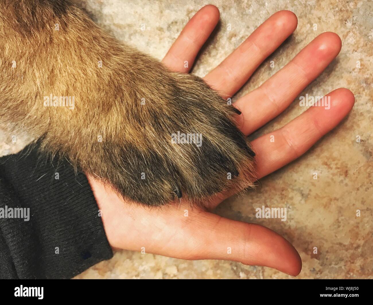 Hand holding paw hi-res stock photography and images - Alamy