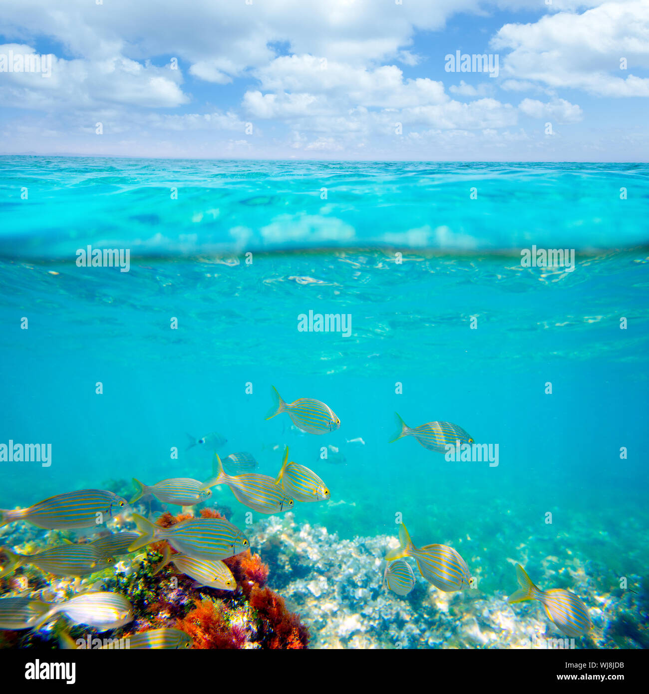 Mediterranean underwater with salema fish school in spain Stock Photo ...