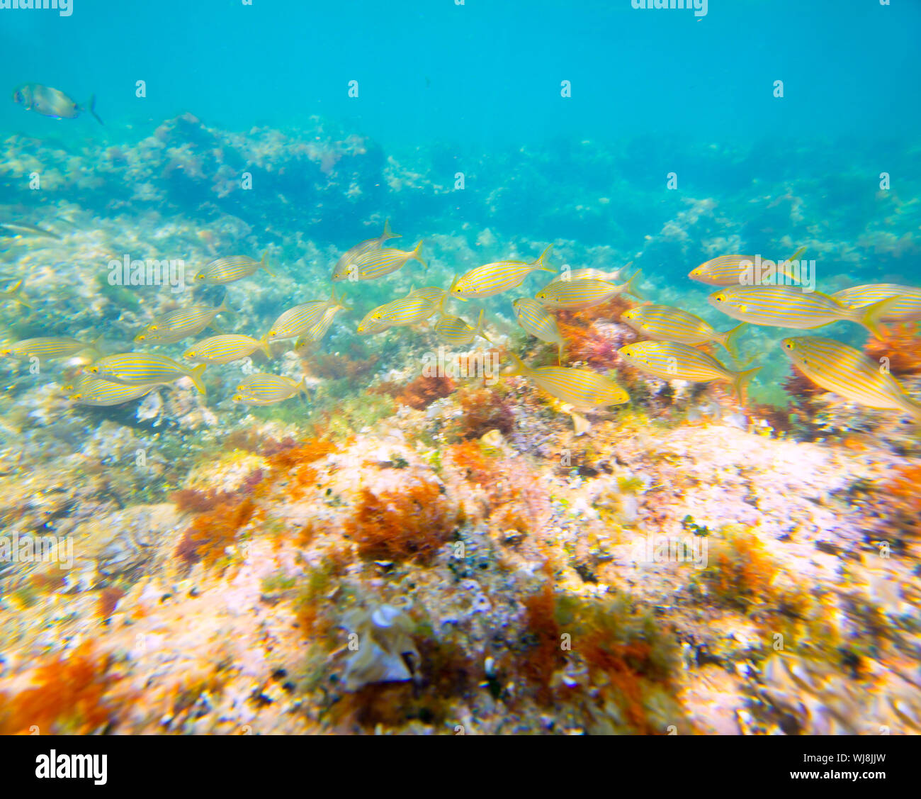 Mediterranean underwater with salema fish school in spain Stock Photo ...