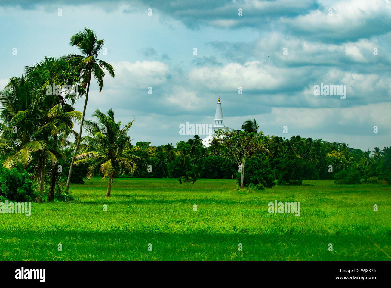 The trees and the paddy field Stock Photo - Alamy