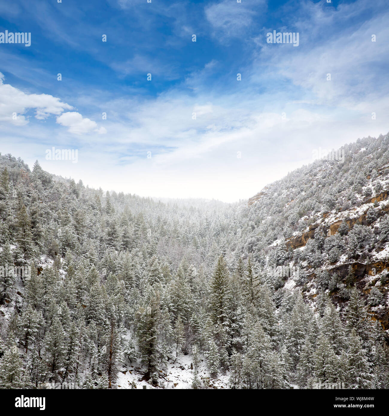 Nevada USA spring first snow in the mountain trees Stock Photo - Alamy