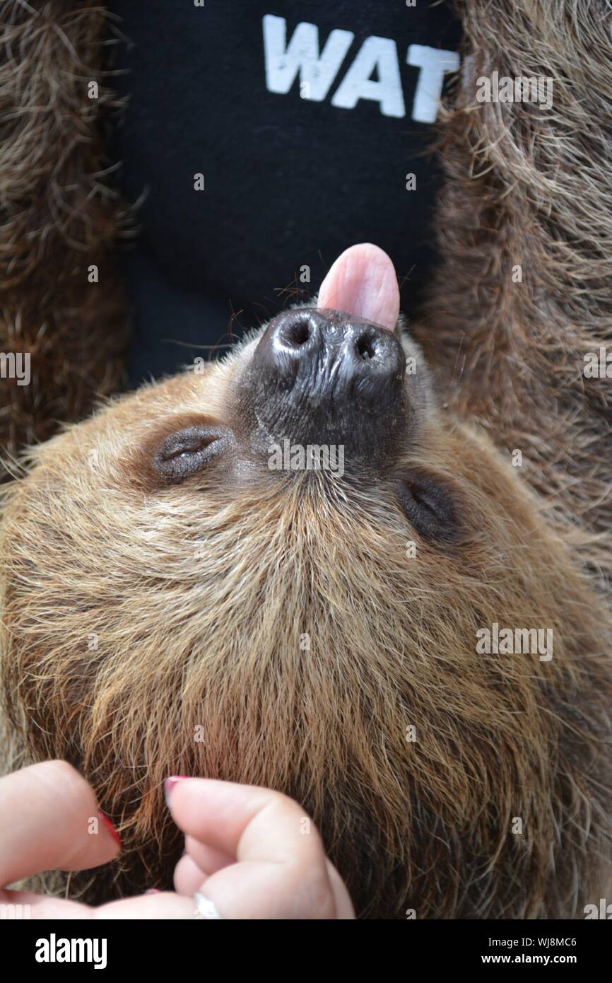 Sloth Hand High Resolution Stock Photography and Images - Alamy