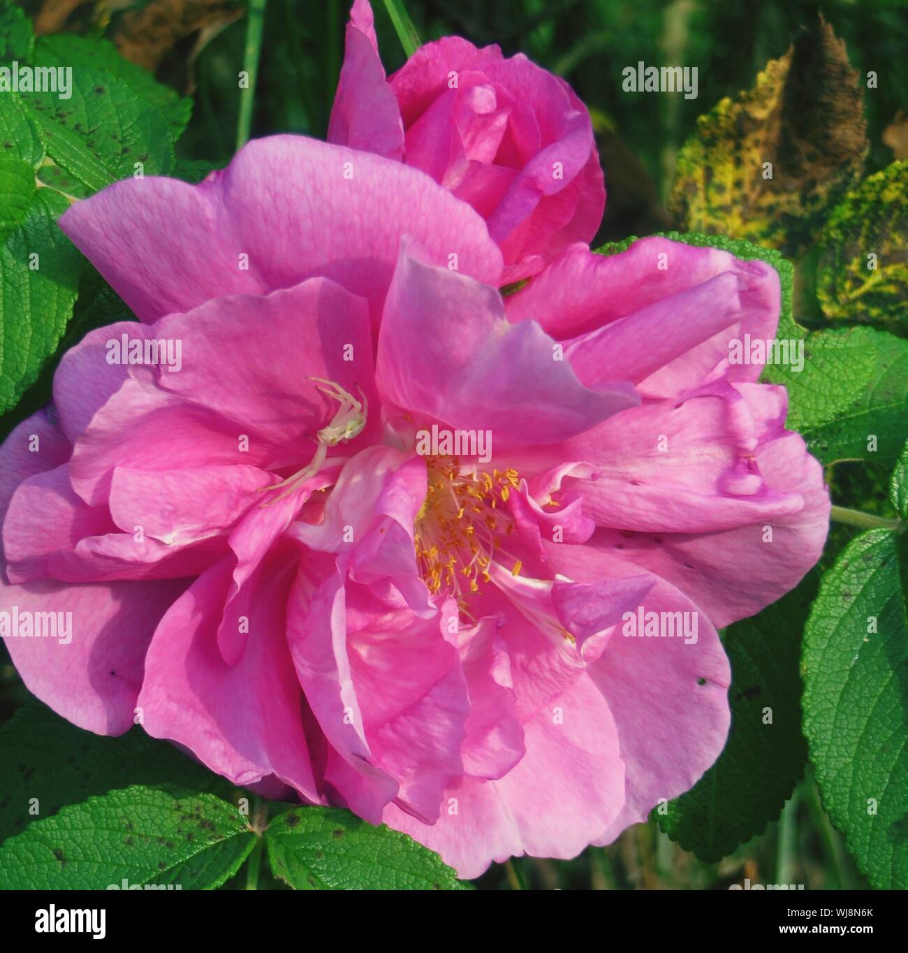 Pink wild rose hi-res stock photography and images - Alamy