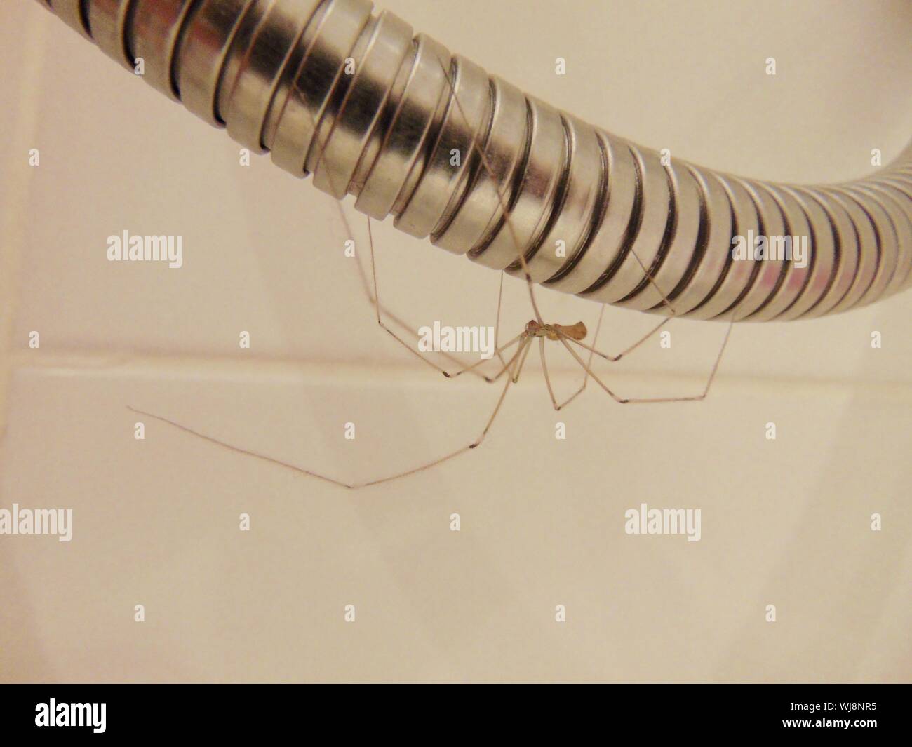 Bathroom spider hi-res stock photography and images - Alamy