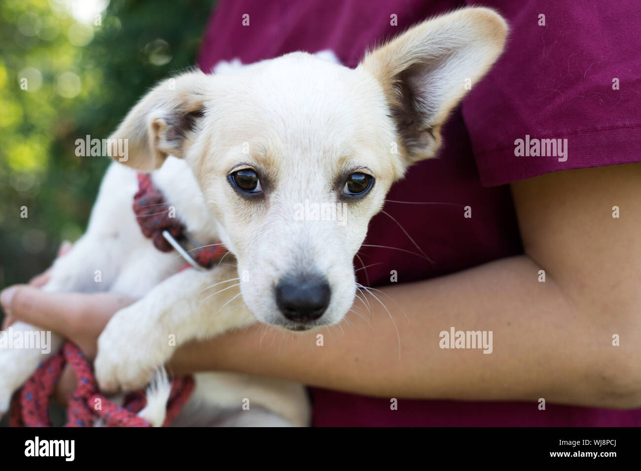 white dog on vet's hands Stock Photo - Alamy