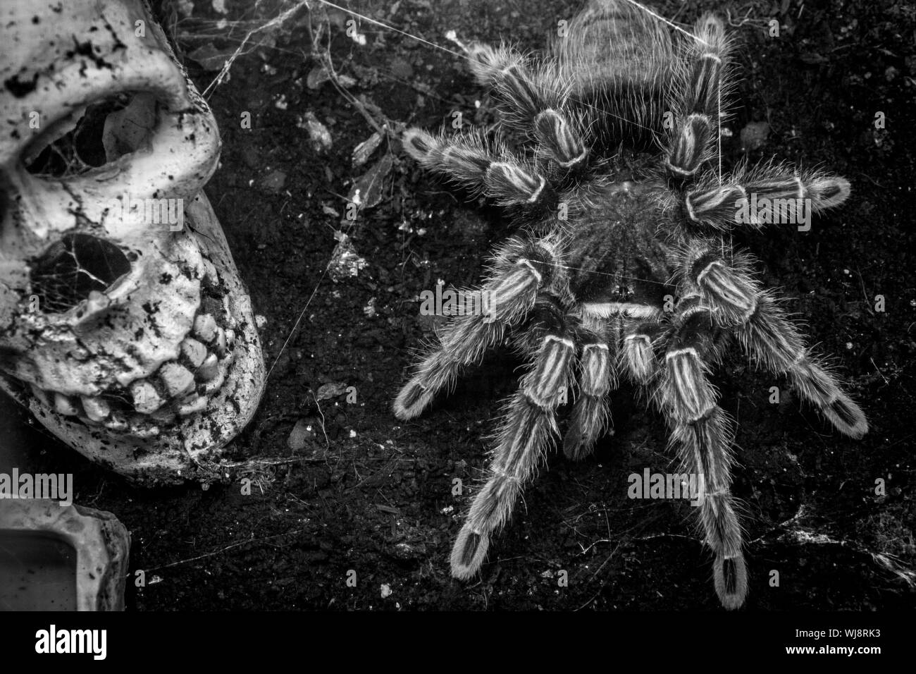 Skull Spider High Resolution Stock Photography and Images - Alamy