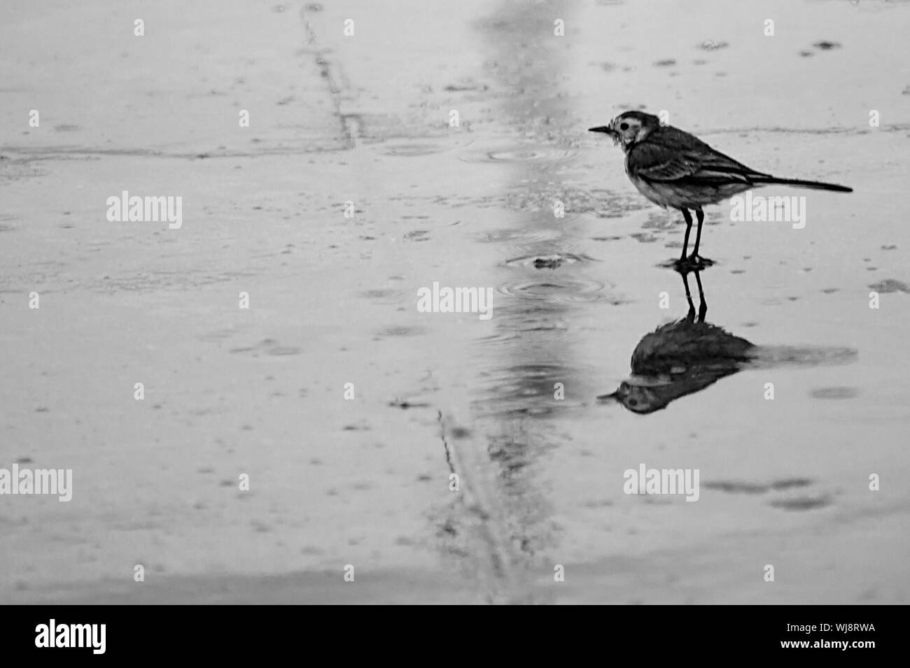 Bird in rainy weather hi-res stock photography and images - Alamy