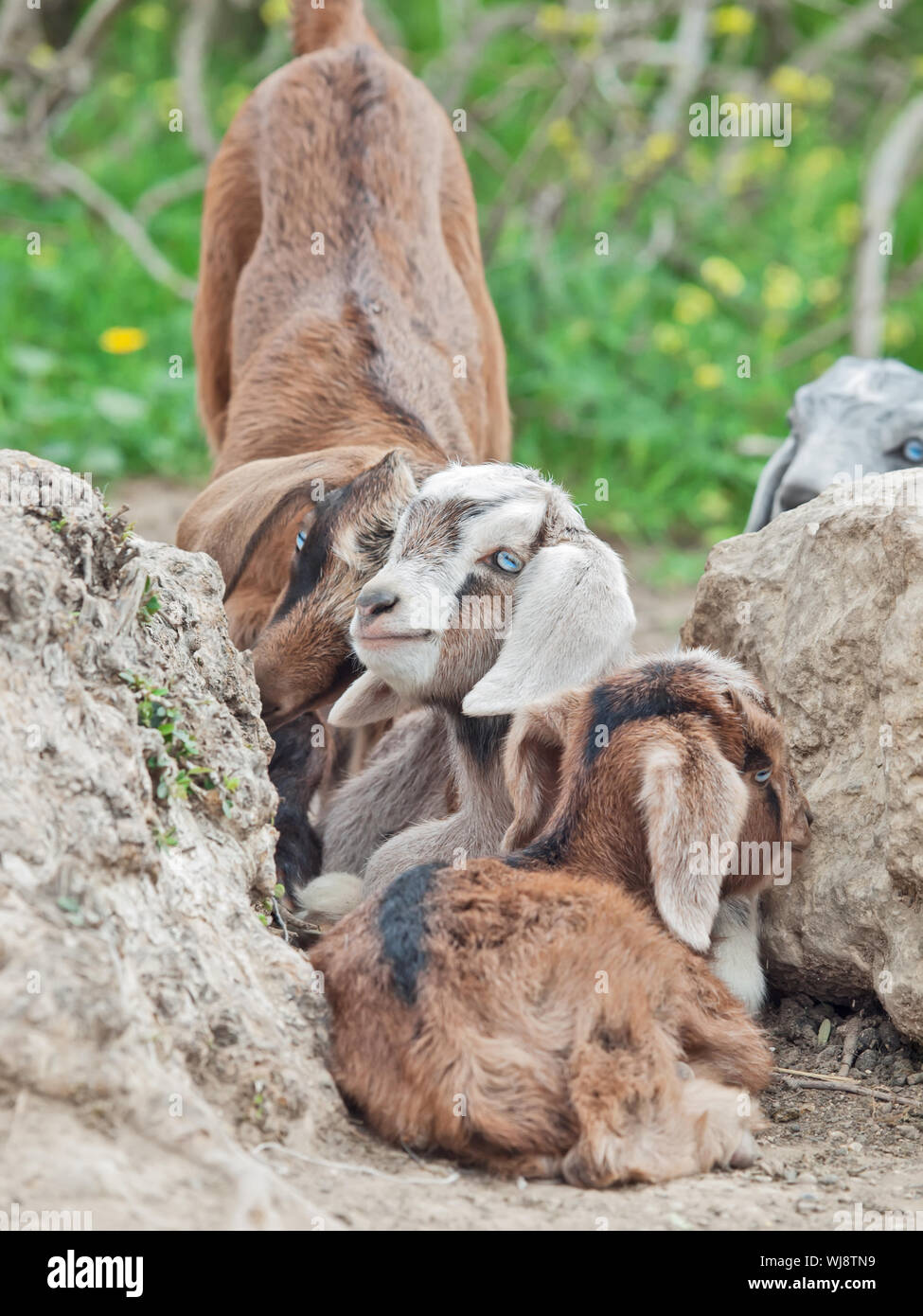 Kid goats hi-res stock photography and images - Alamy