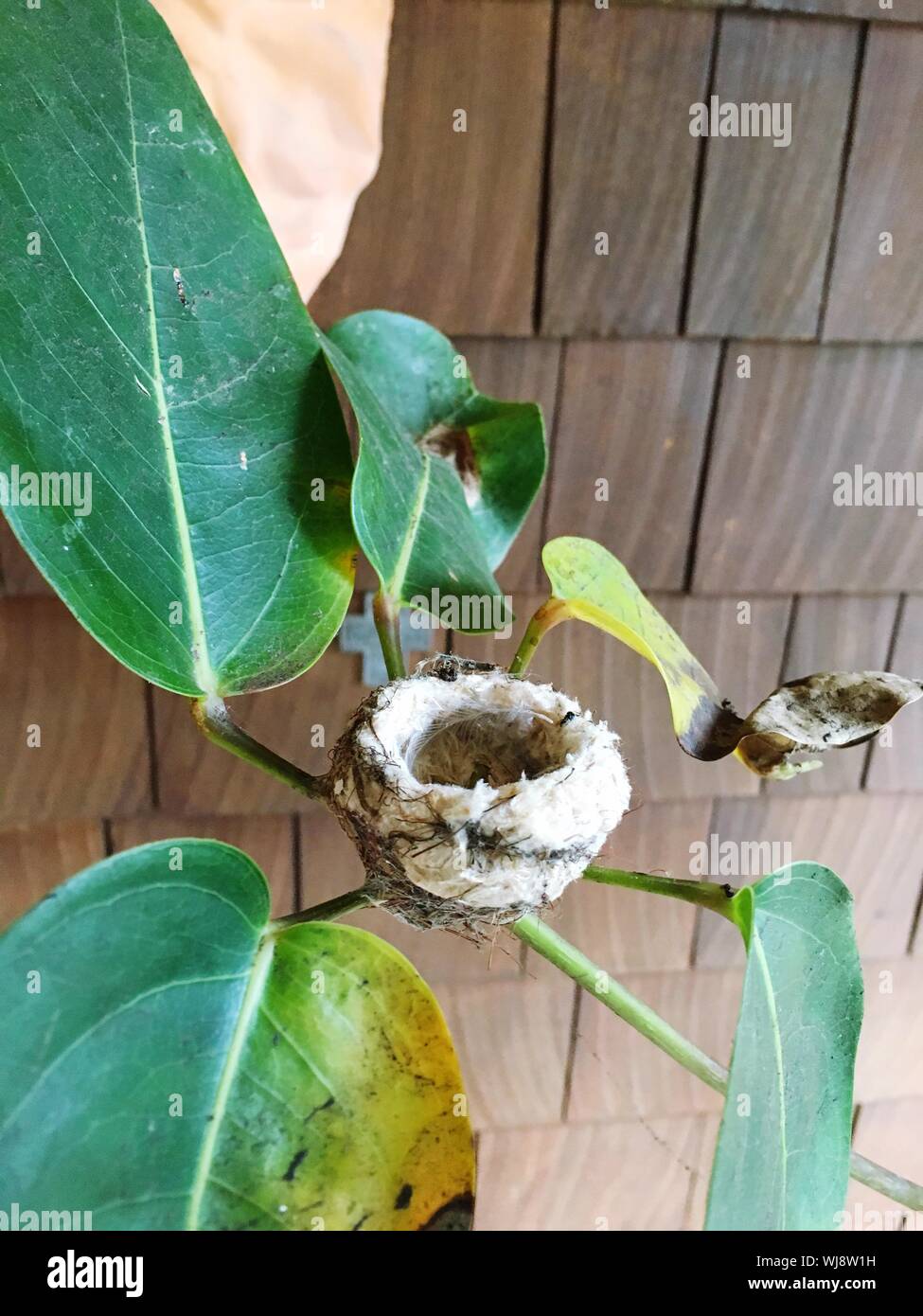 Bird nest on tree hi-res stock photography and images - Alamy
