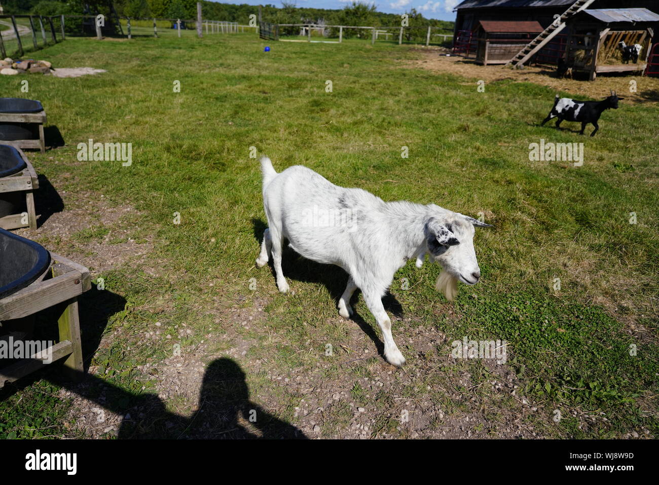 Family of Goats play around on the Little Farmer Farm in the Fond du ...