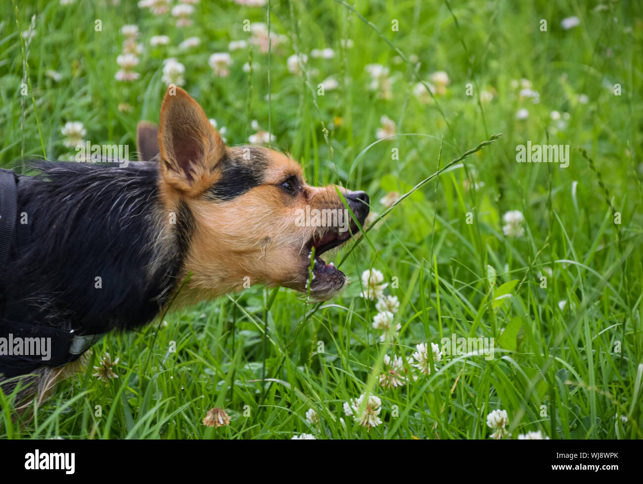 Biting grass hi-res stock photography and images - Alamy