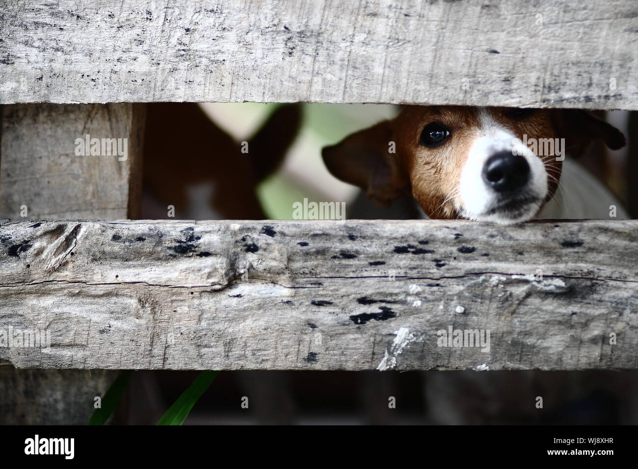 Dog looking through fence hi-res stock photography and images - Alamy