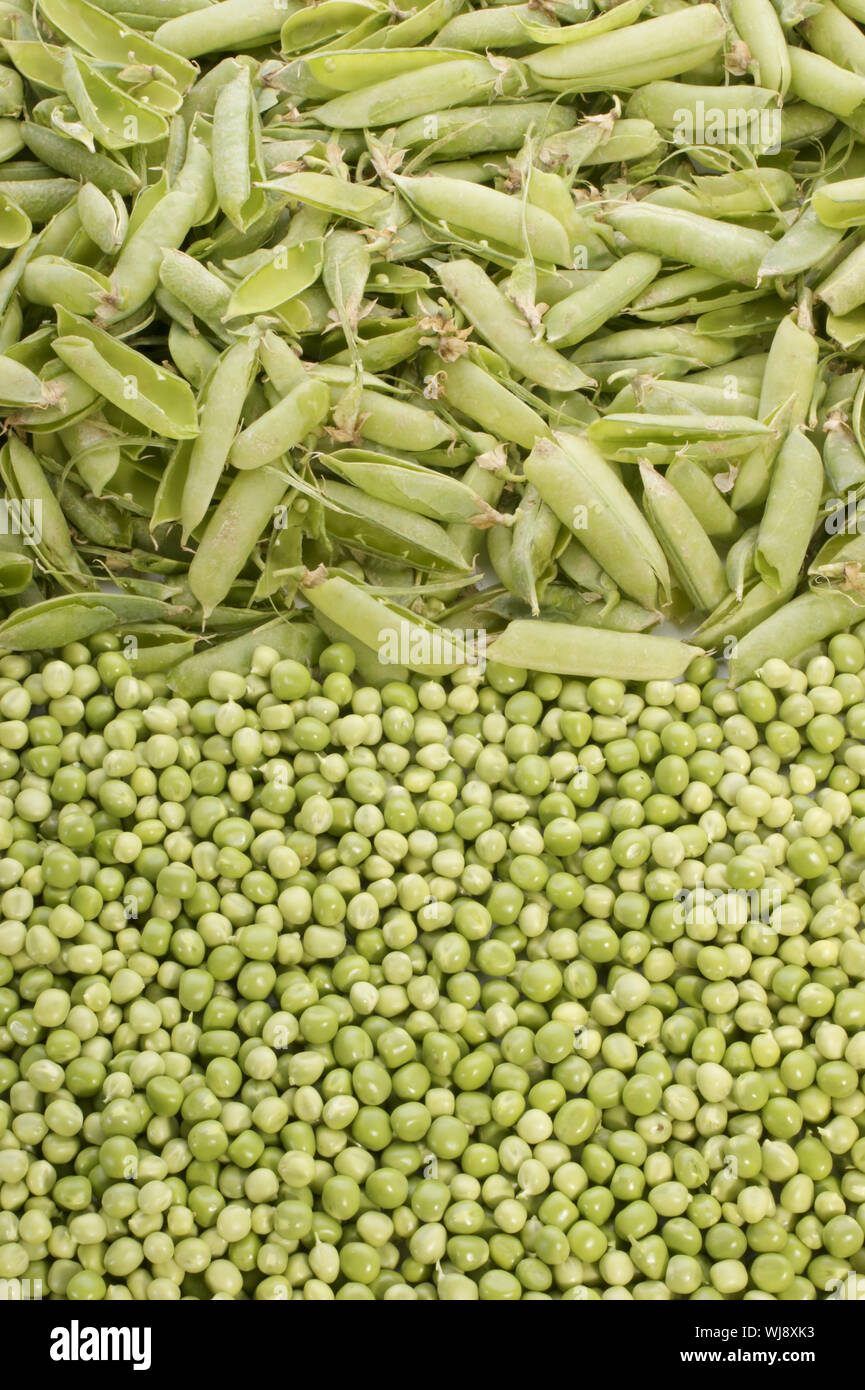 fresh peas from the garden ready for cooking Stock Photo - Alamy