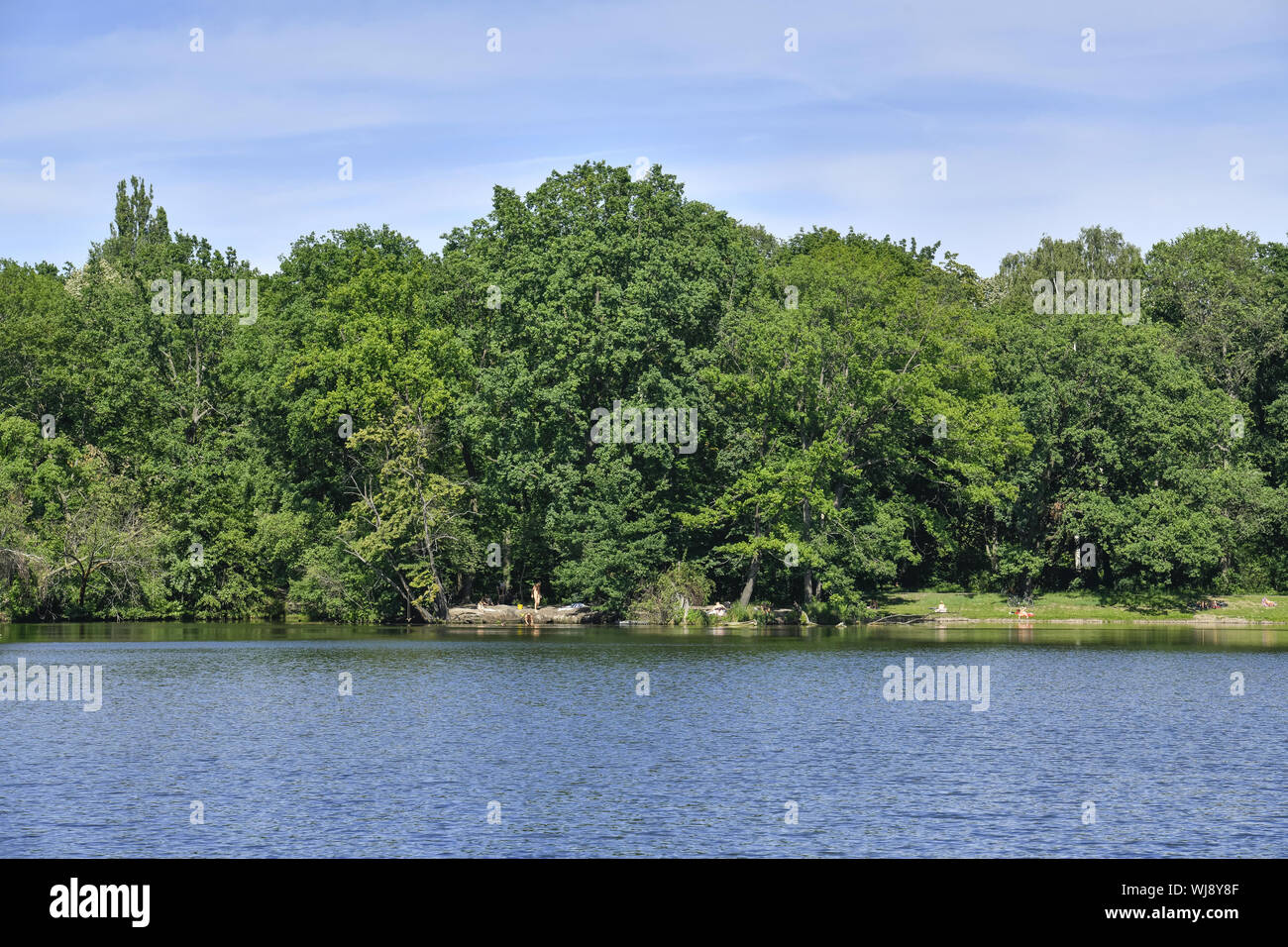 Bath lake, bath pond, Berlin, Germany, carp pond, lake, pond, Treptow ...
