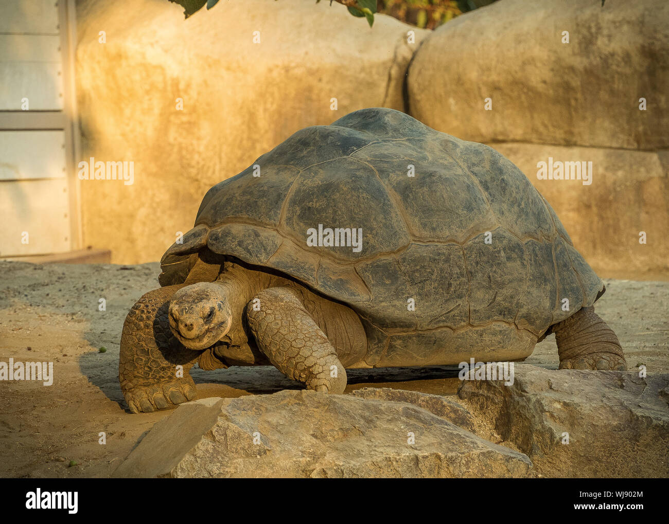 Tortoise Formation High Resolution Stock Photography and Images - Alamy