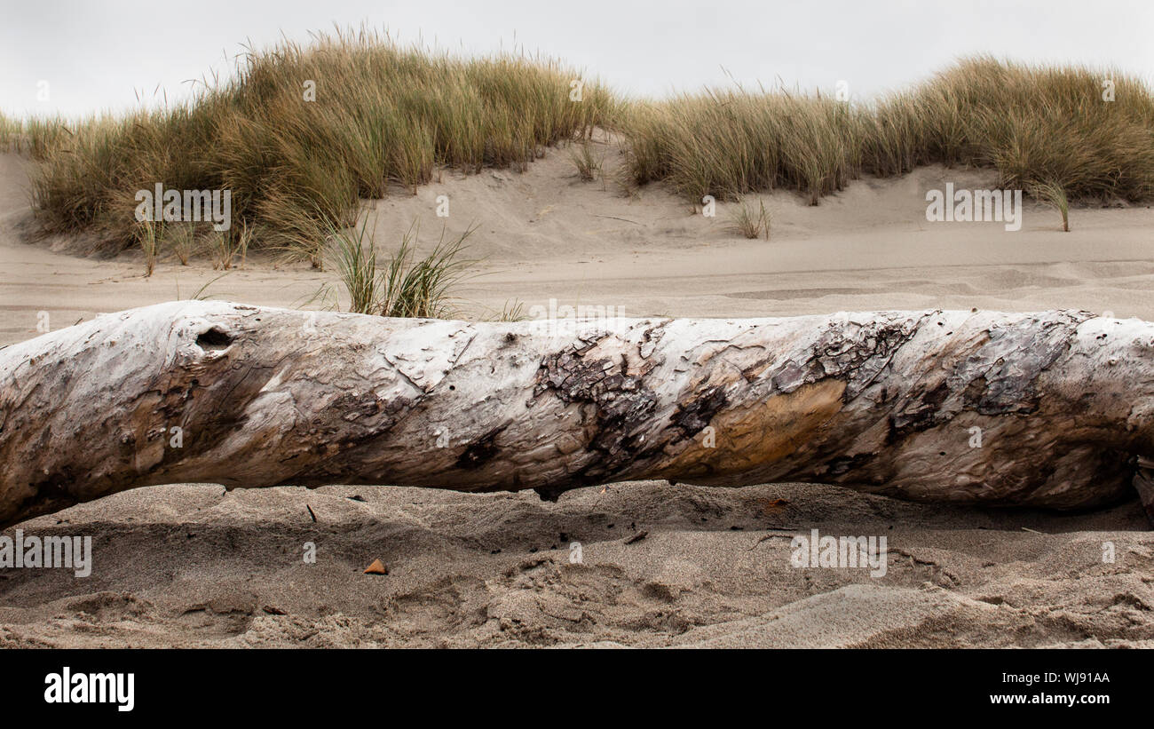 Log in desert hi-res stock photography and images - Alamy
