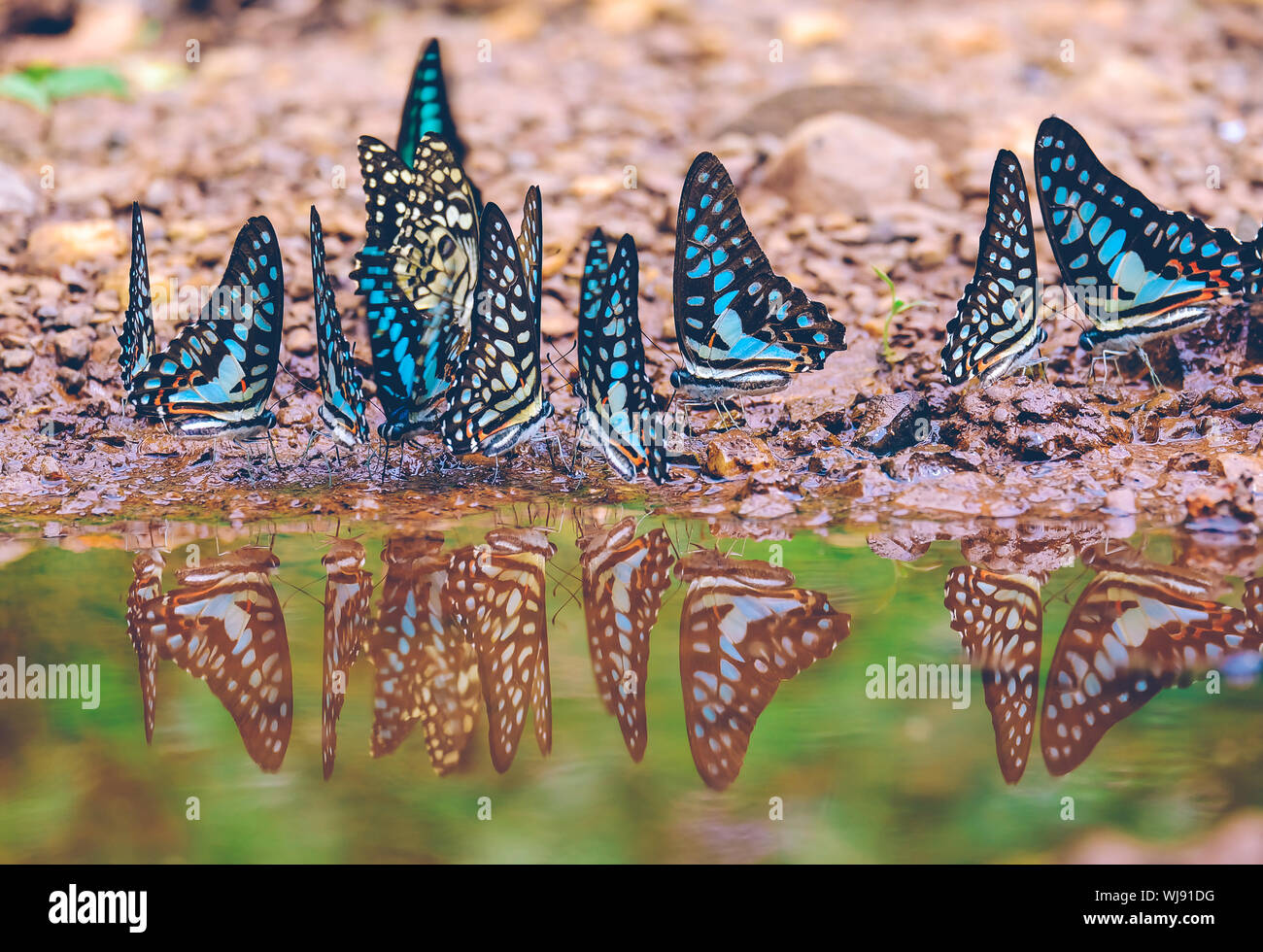 Close up of butterflies and reflection in water with nature background ...