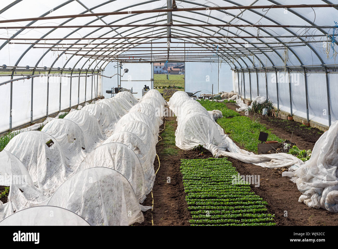 Vegetable growing greenhouse hi-res stock photography and images - Alamy