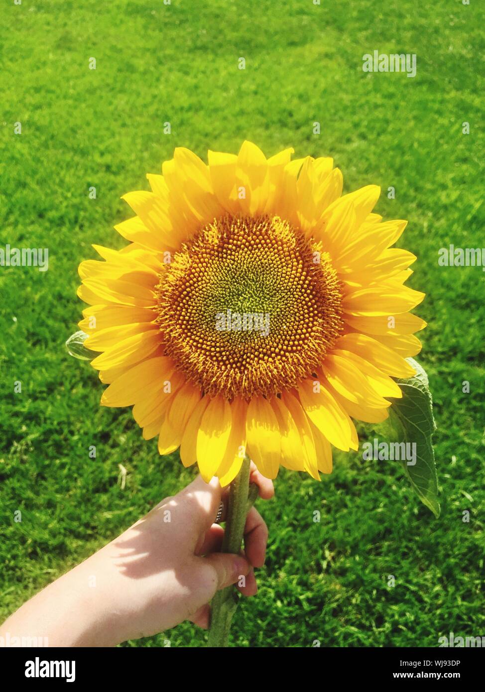 Hand holding sunflower hi-res stock photography and images - Alamy