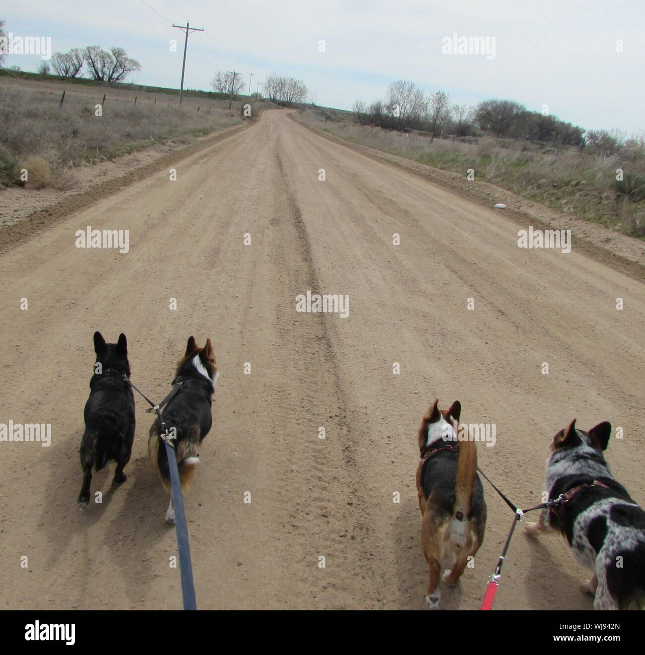 Road Side Dogs High Resolution Stock Photography and Images - Alamy