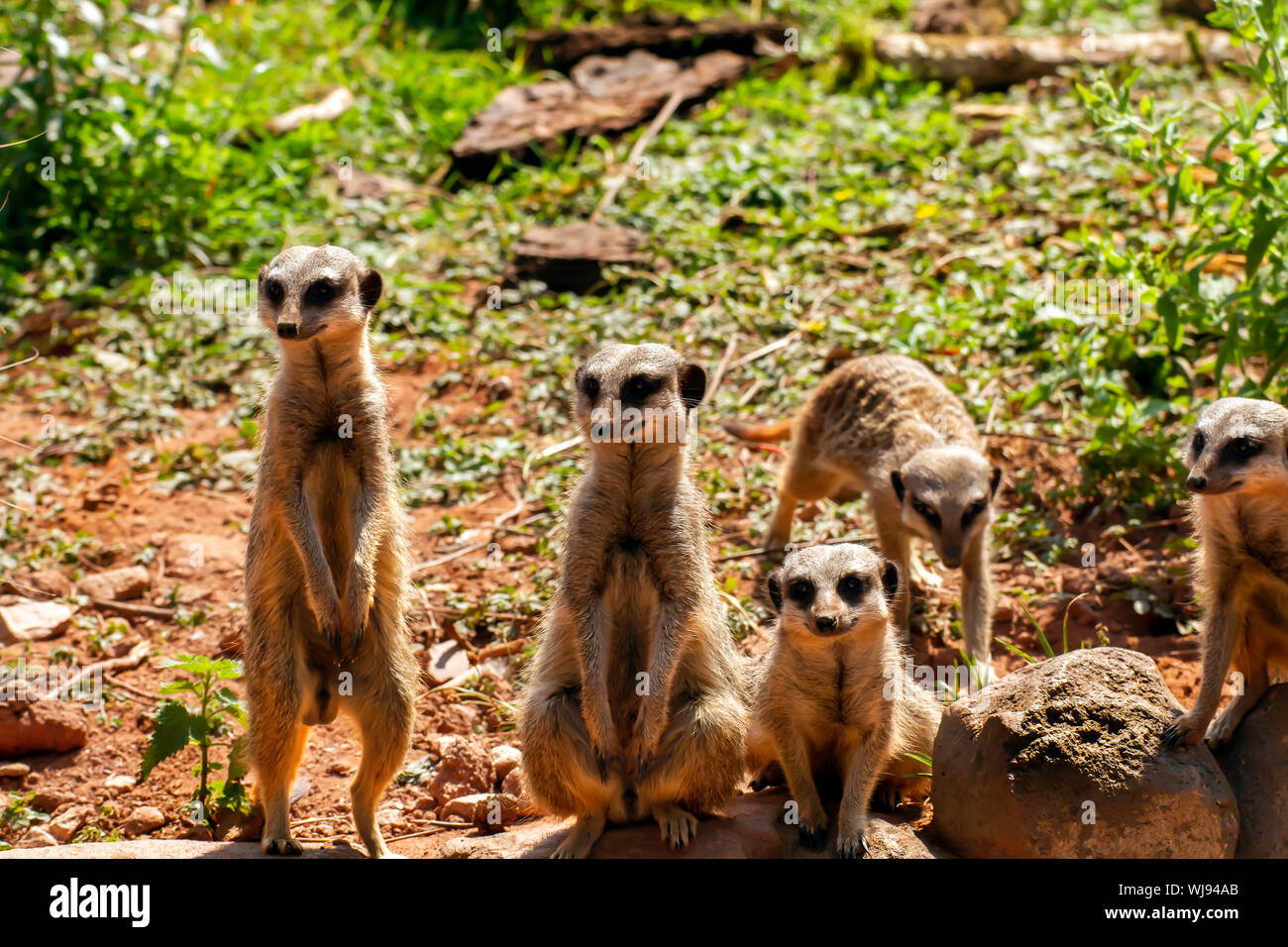 Group of meerkats hi-res stock photography and images - Alamy