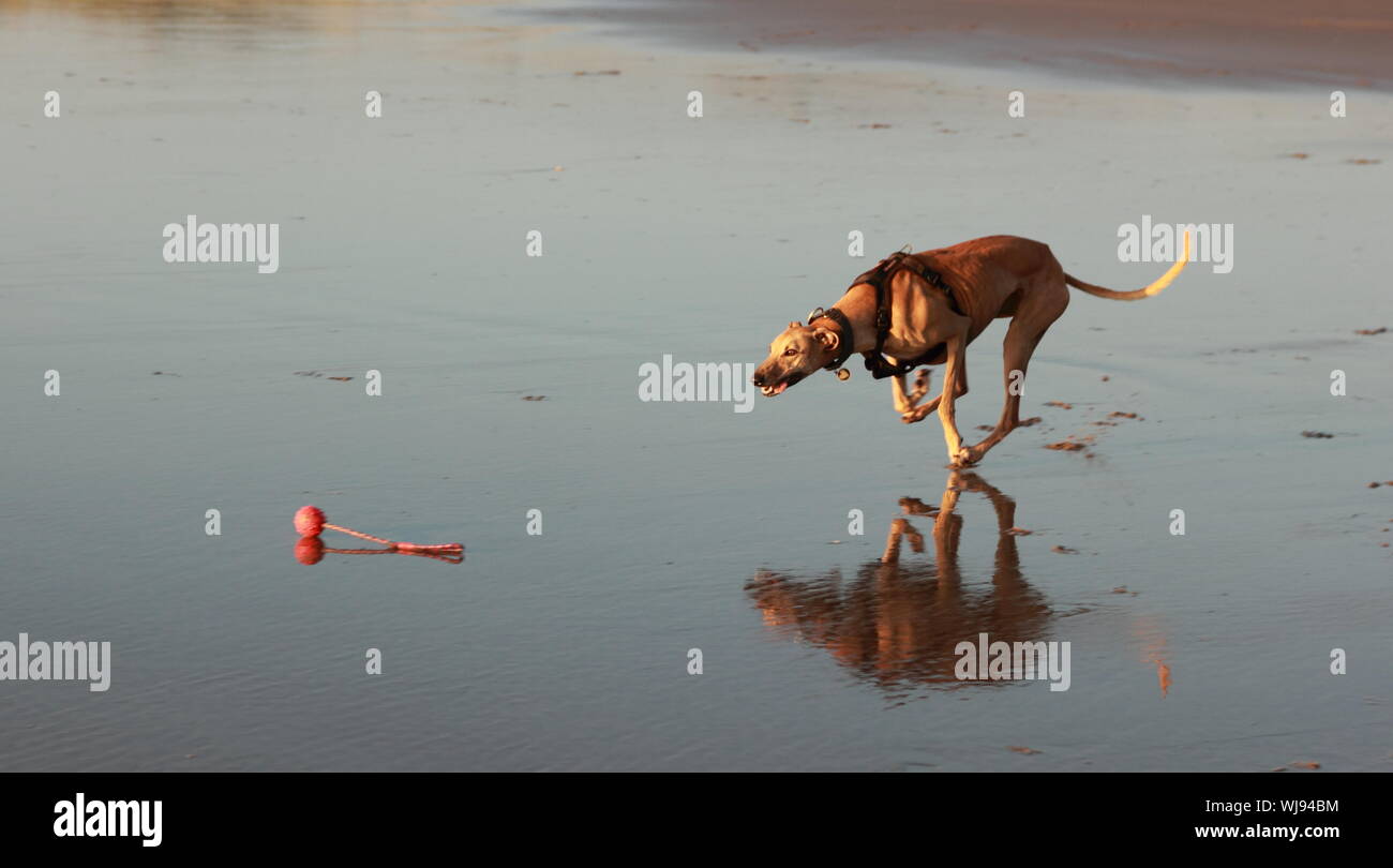 Lurcher Beach High Resolution Stock Photography and Images - Alamy