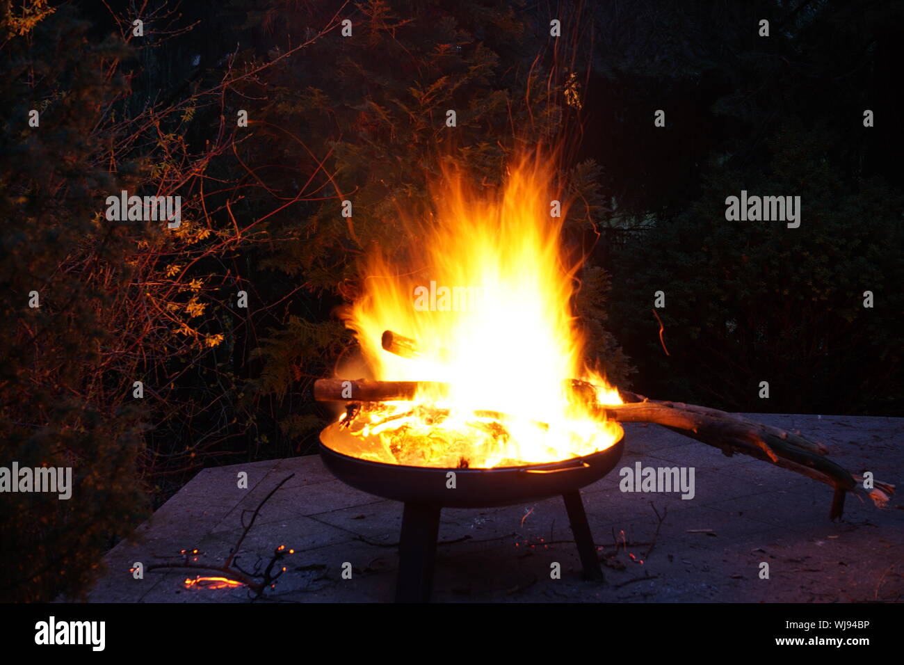 Flame of the forest trees hi-res stock photography and images - Alamy