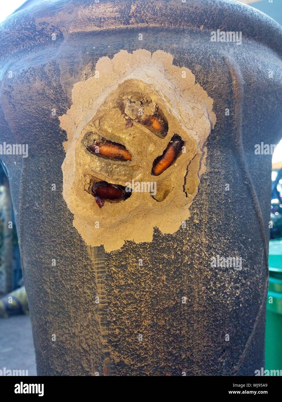 Column nest hi-res stock photography and images - Alamy