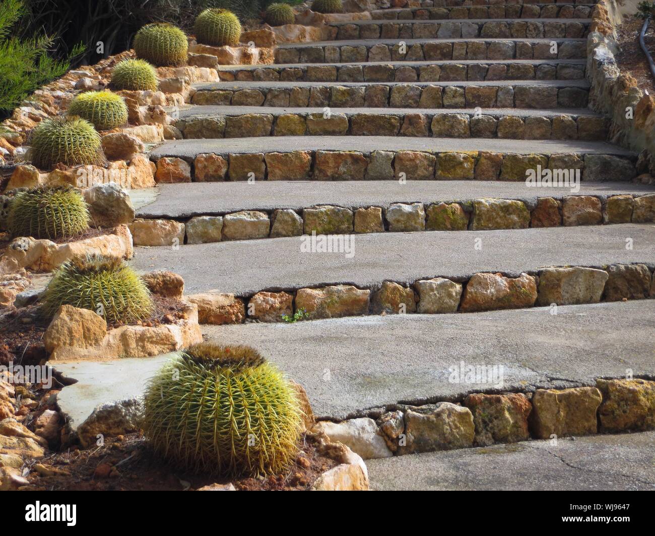 Steps cactus hi-res stock photography and images - Alamy