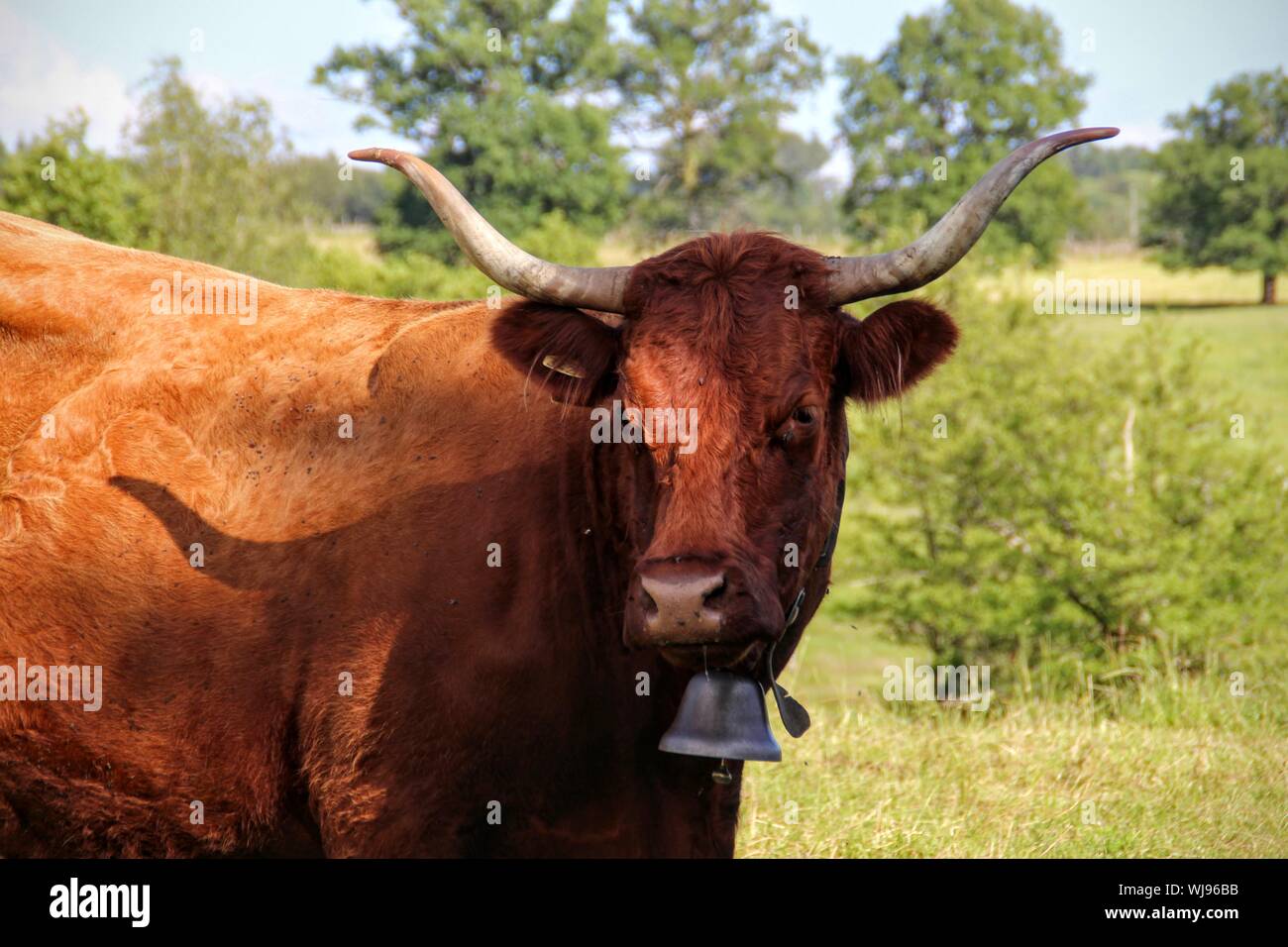 Cow Bell High Resolution Stock Photography and Images - Alamy