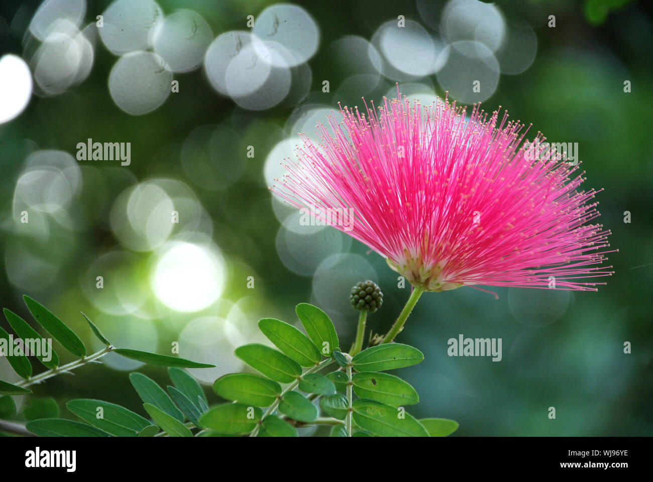 Calliandra plant hi-res stock photography and images - Alamy