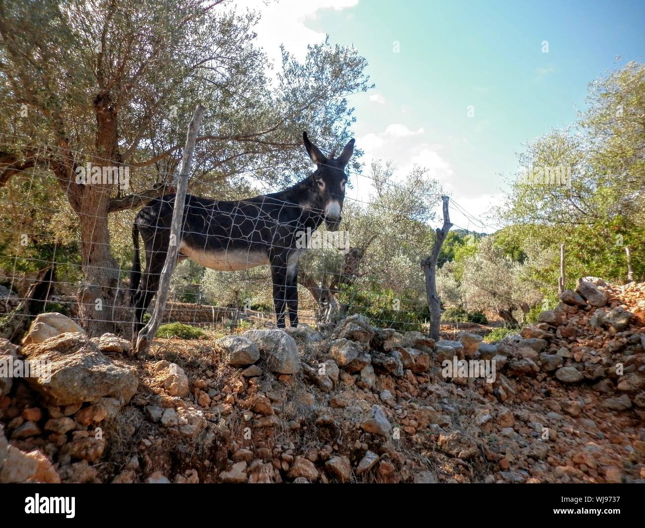 Donkey Low Angle View High Resolution Stock Photography and Images - Alamy