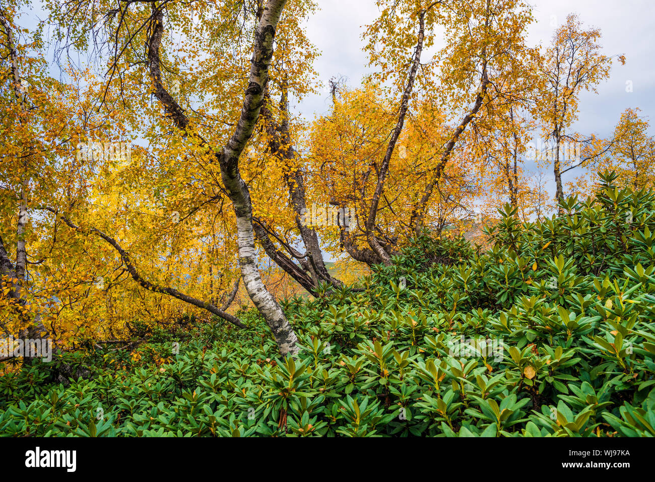 Beautiful autumn trees in the deciduous forest. The curved trunks of ...