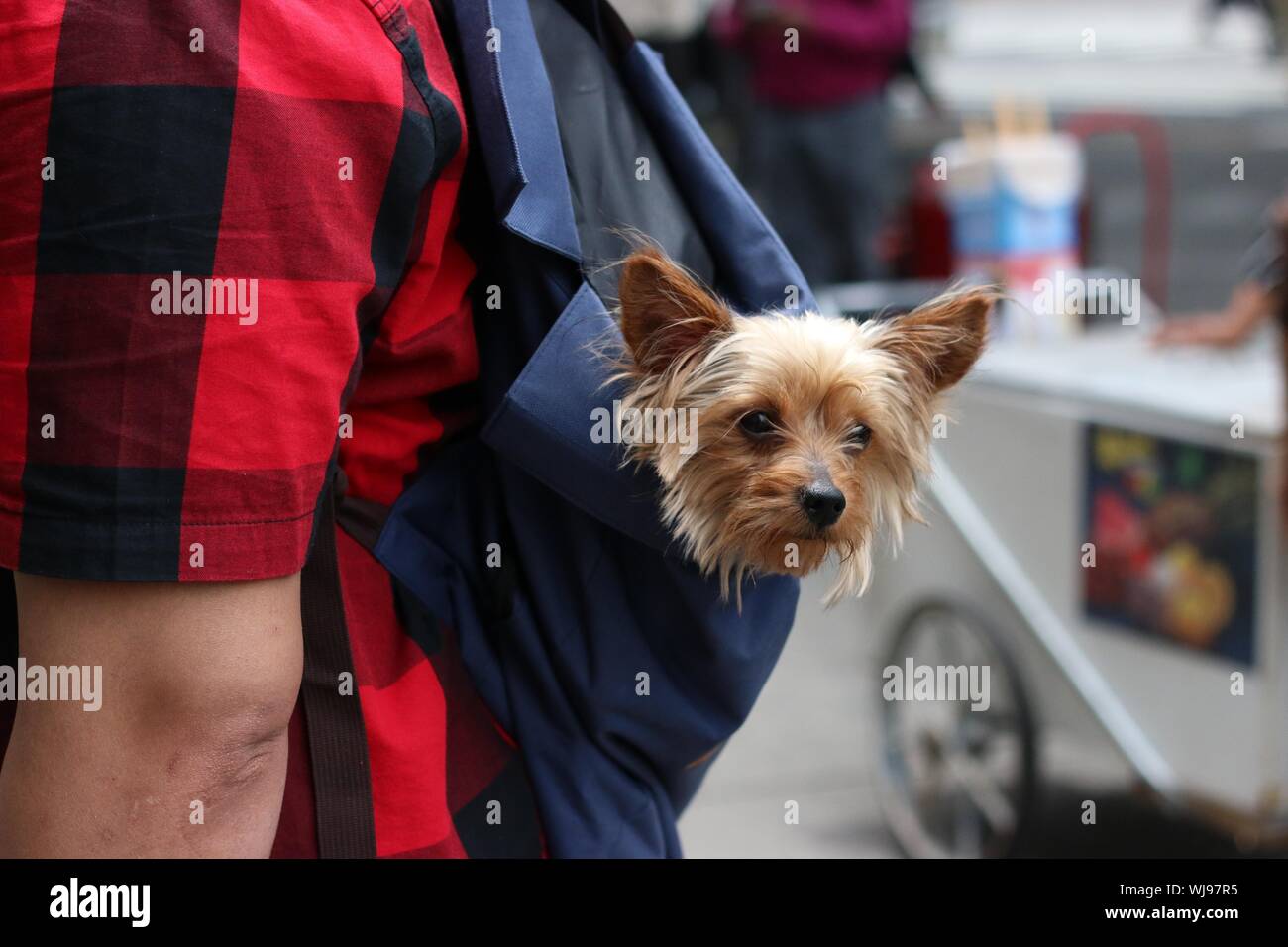 Man carrying puppy hi-res stock photography and images - Alamy